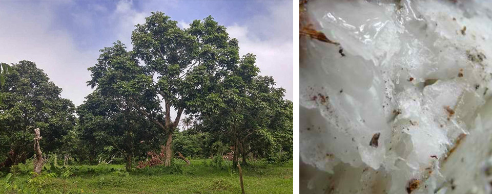 La bottega profumata - Elemi